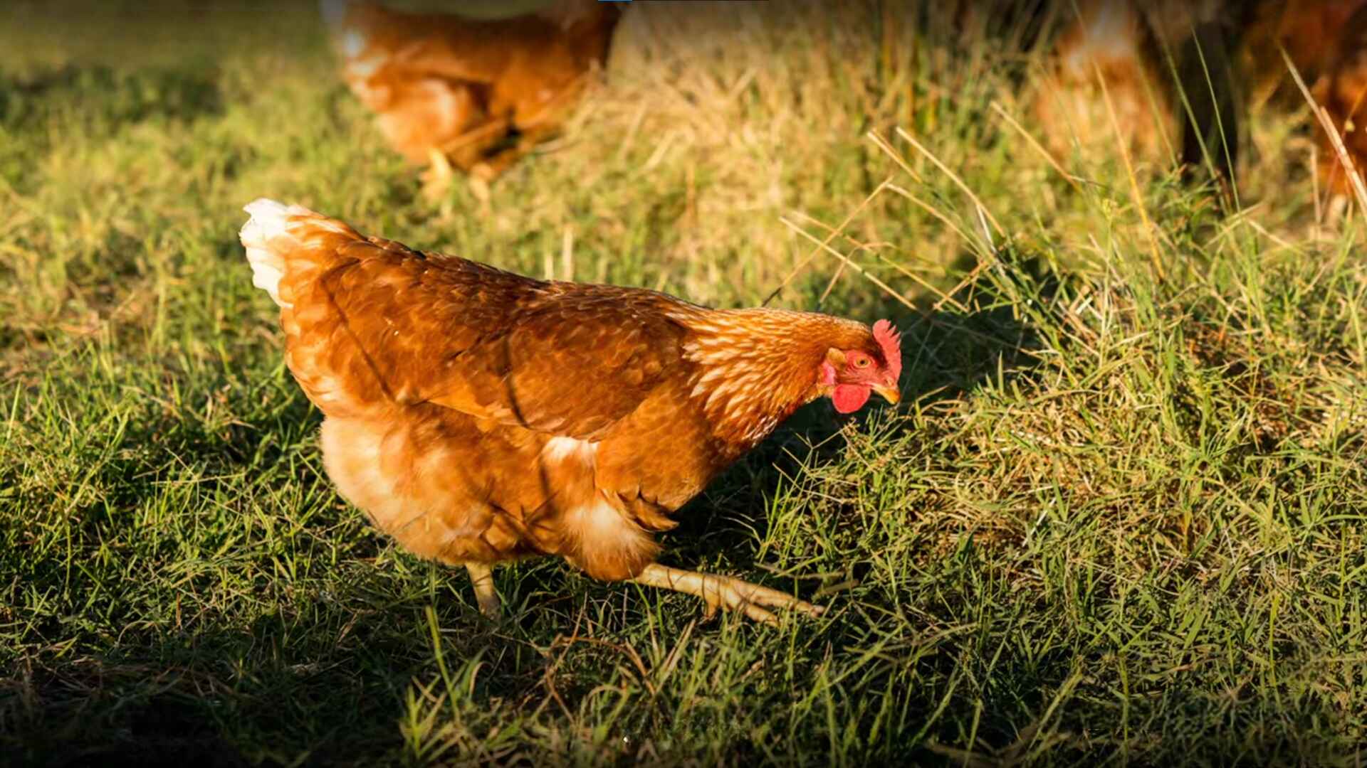 ISA Brown Chicken Breed Guide: Must-Know Facts!