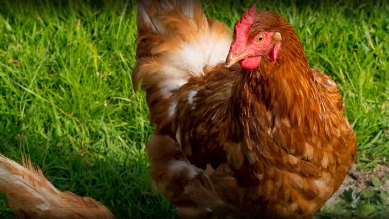 ISA Brown Chicken Breed Guide: Must-Know Facts!
