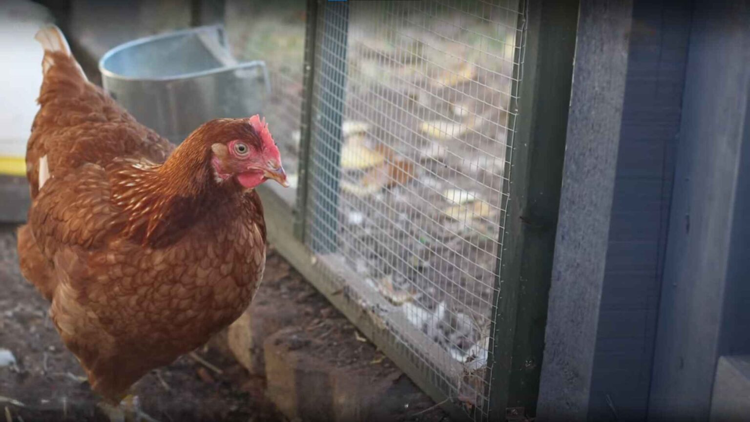 ISA Brown Chicken Breed Guide: Must-Know Facts!
