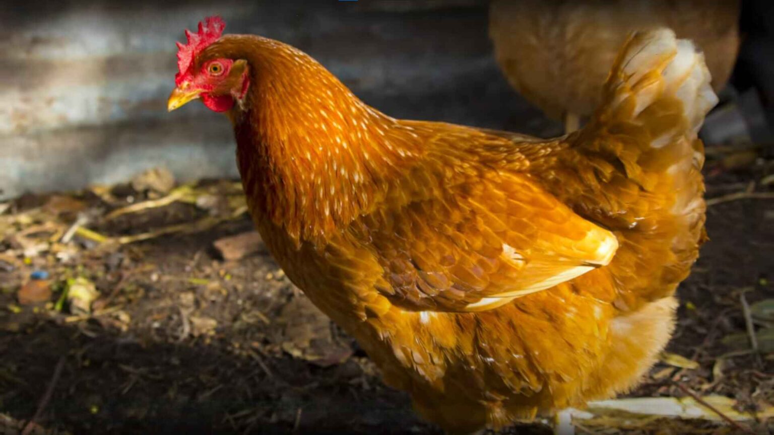 ISA Brown Chicken Breed Guide: Must-Know Facts!