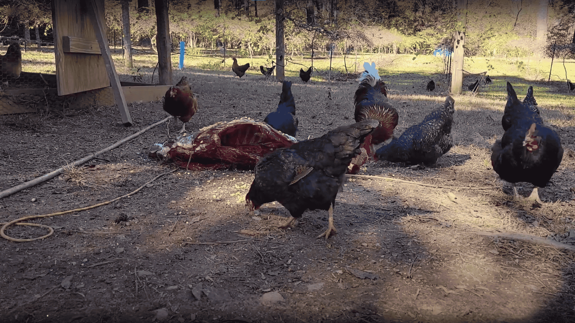 Can Chickens Eat Meat? A Safe Choice or a Big Mistake?